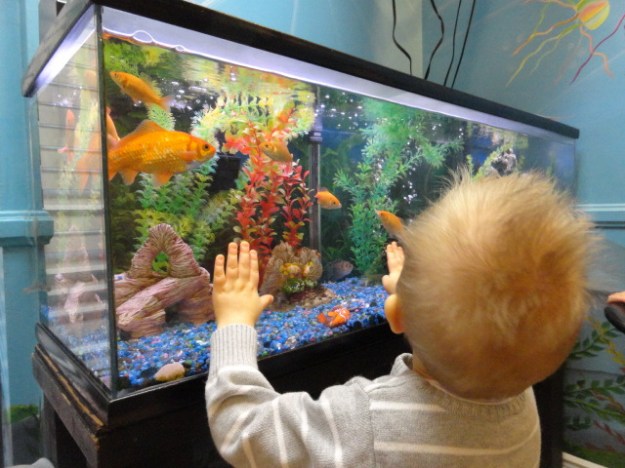 Cheap Dates with Toddlers: Watching the Fishies | More Good Days with Kids